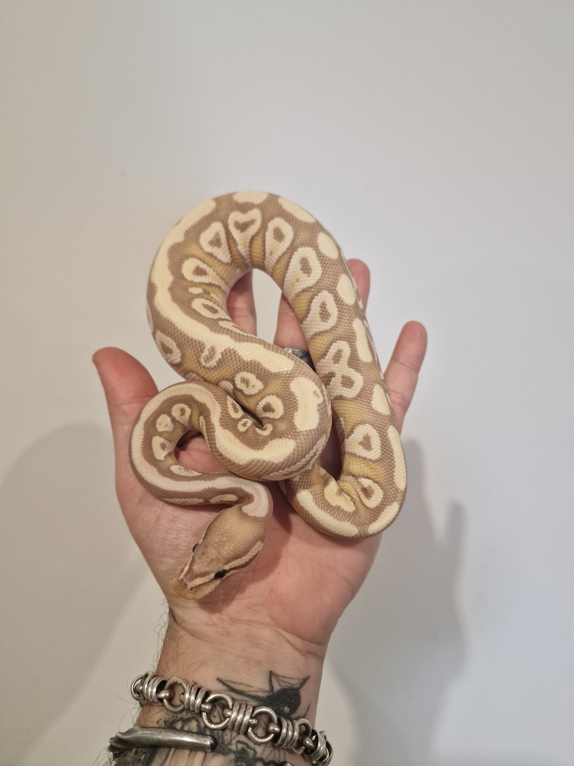 Banana Mojave Het Clown Ball Python by Mad About Balls - MorphMarket