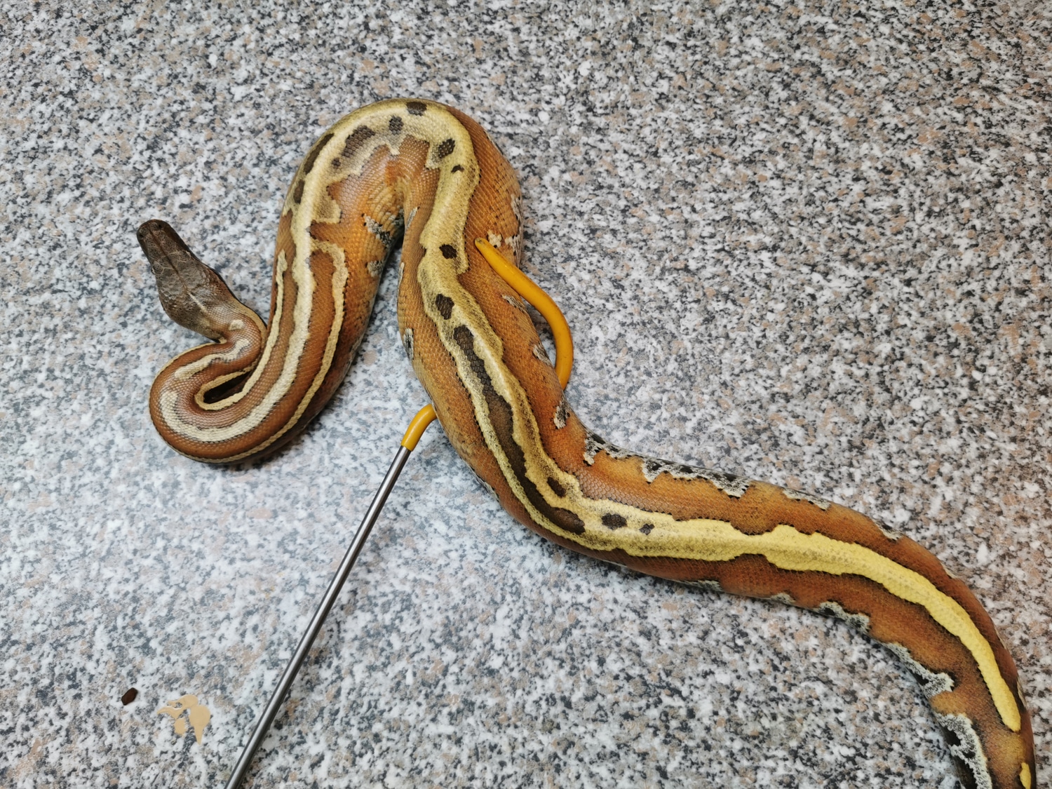 P. Brongersmai Genetic Striped 100%het. T- Albino Blood Python by Mad ...