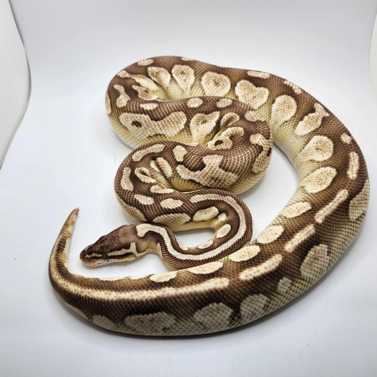 Pastel Lesser Het Clown Ball Python by M.A.D Royals