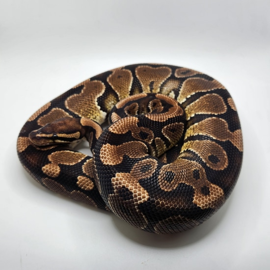 Asphalt Ball Python by M.A.D Royals