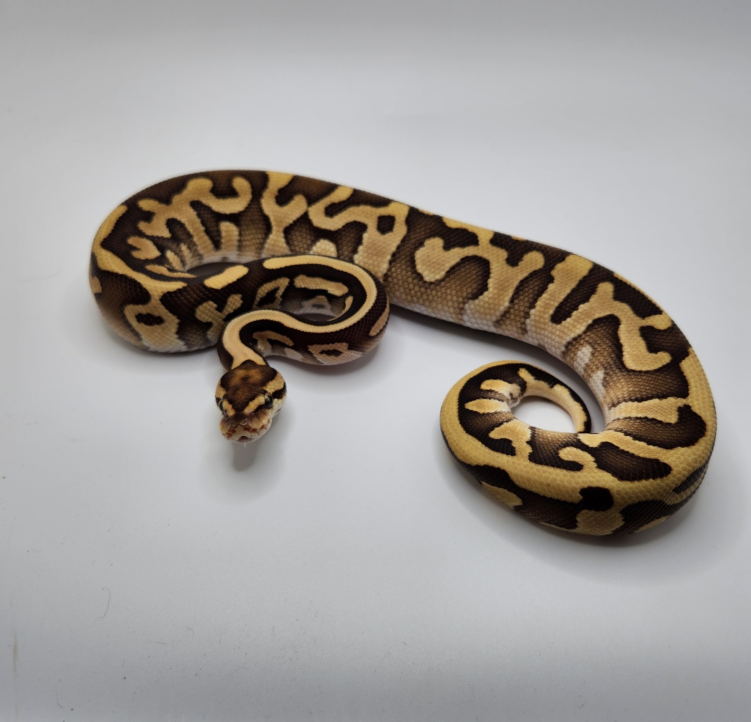 Lesser Leopard Het Clown Ball Python by M.A.D Royals - MorphMarket