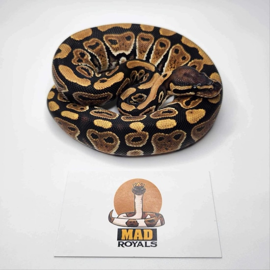 Normal Het Clown Ball Python by M.A.D Royals
