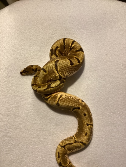Stinger Bee 100% Het Pied Ball Python by Dyer Morphs