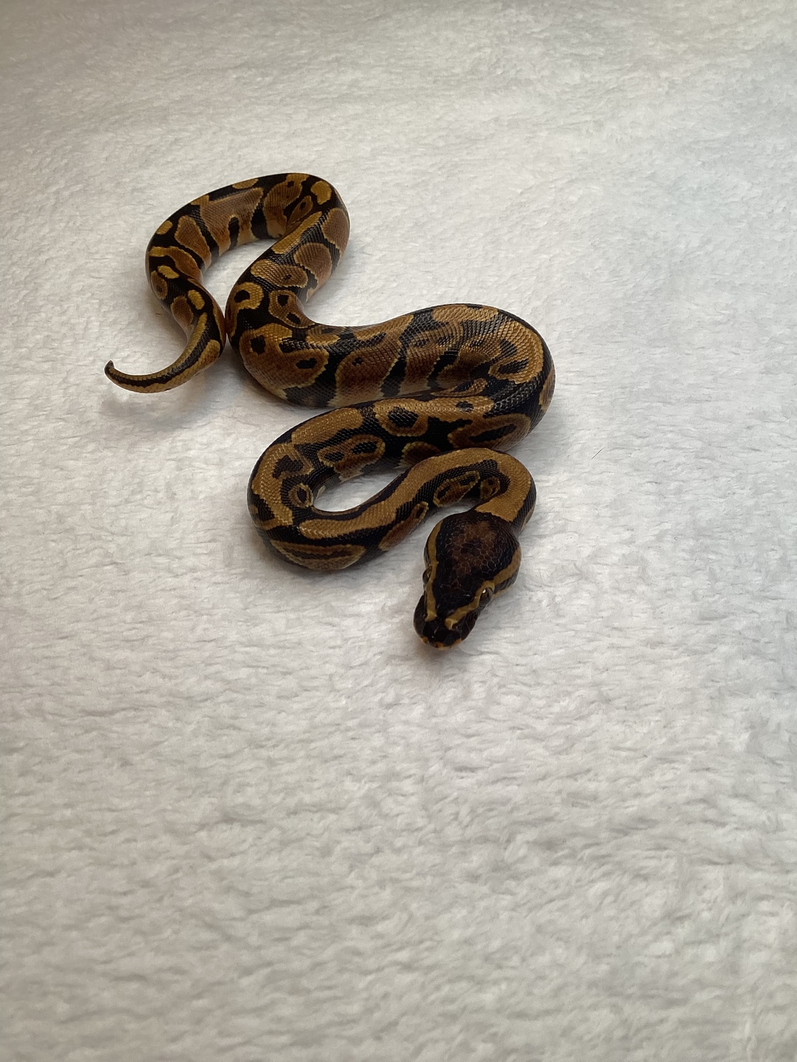 Normal 66% Het Piebald Ball Python by Dyer Morphs - MorphMarket