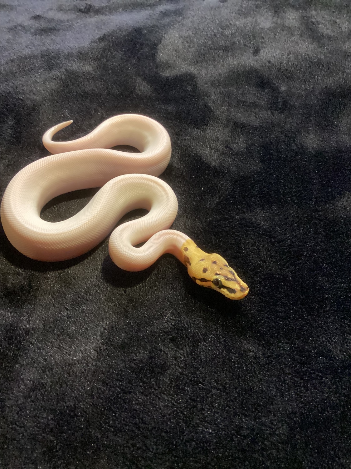 Spied Male 2023 50% Het Axanthic Vpi Ball Python by Dyer Morphs ...