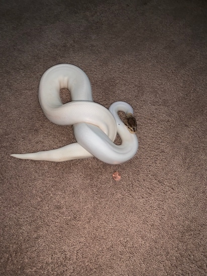 Spied Ball Python by Dyer Morphs