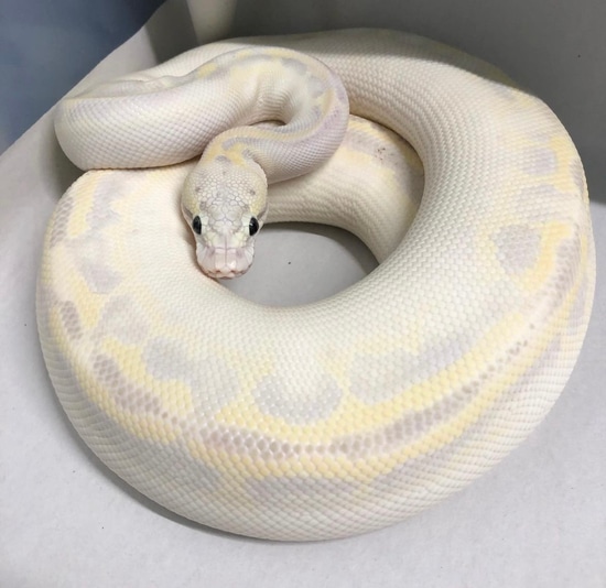 Pastel Leopard Ivory Ball Python by Mad Ball Morphs