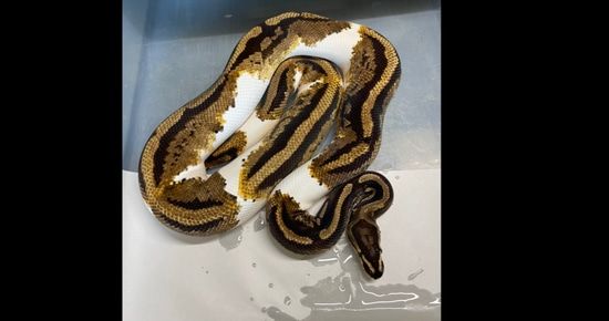 Yellowbelly Leopard Pied Ball Python by Mad Ball Morphs