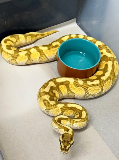 Enchi Lesser Pastel Blaze Ball Python by Mad Ball Morphs