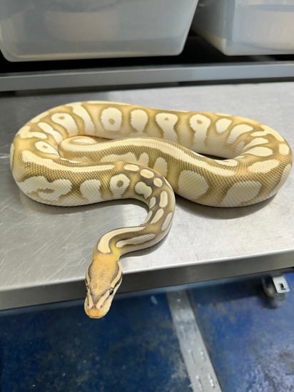 Super Orange Dream Mojave Ghost Ball Python by Mad Ball Morphs