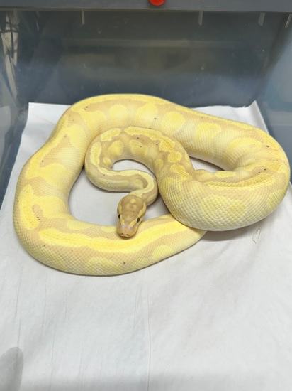 Banana Enchi Blaze Ball Python by Mad Ball Morphs