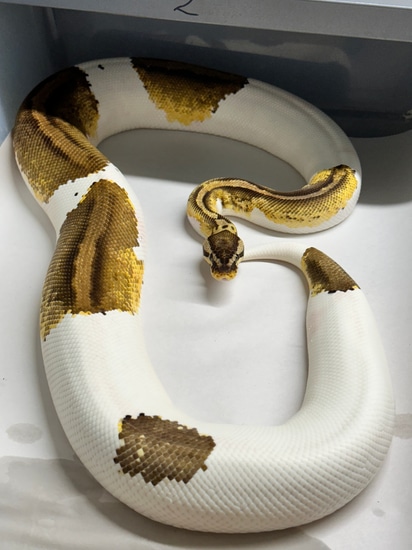 Pastel Yellowbelly GeneX Pied Ball Python by Mad Ball Morphs