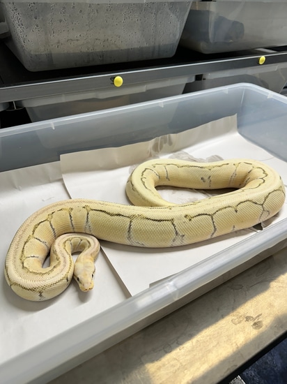 Desert Ghost Orange Dream Pastel Pinstripe Ball Python by Mad Ball Morphs