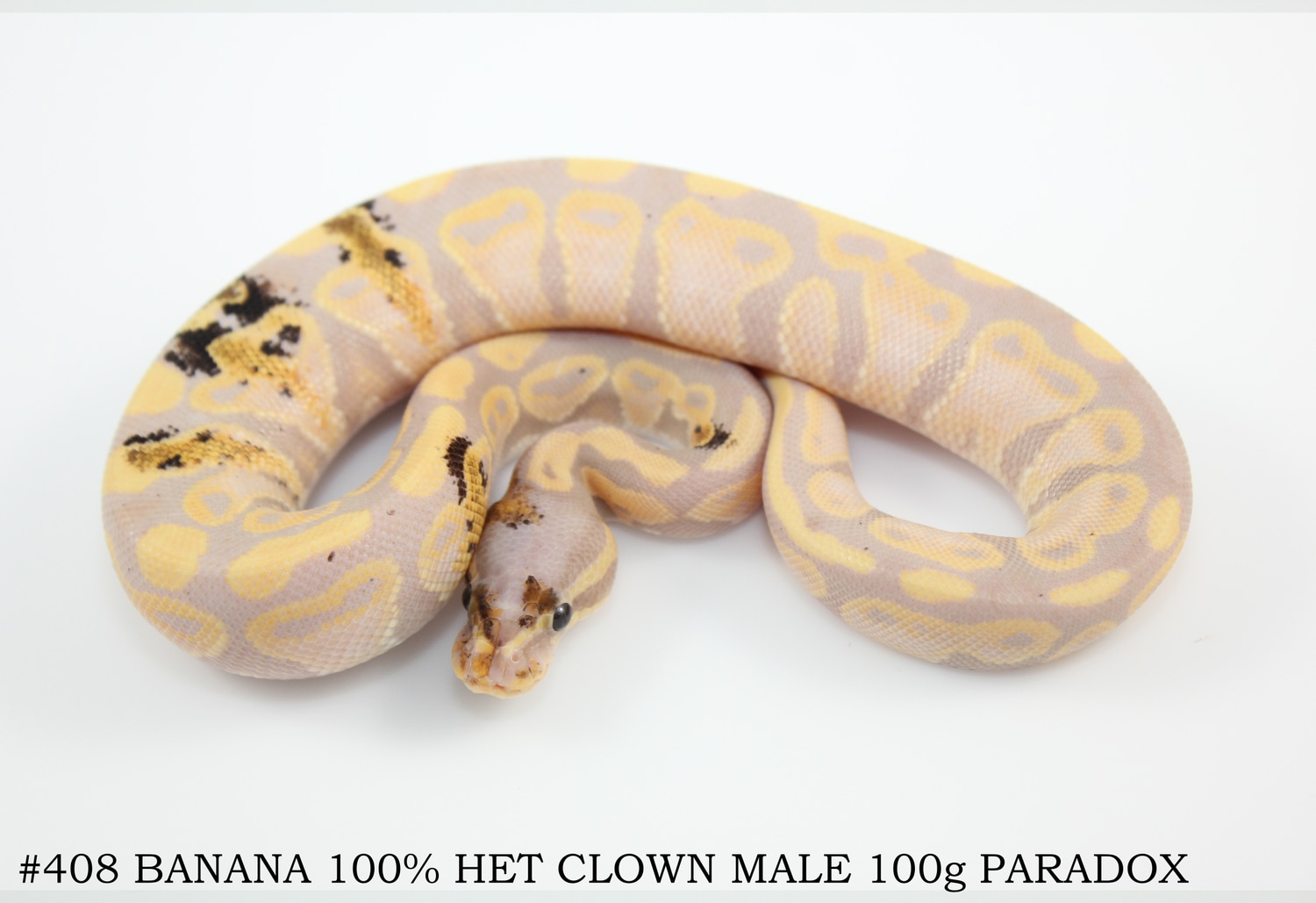 Banana 100% Het Clown Ball Python by MADD Ball Pythons - MorphMarket