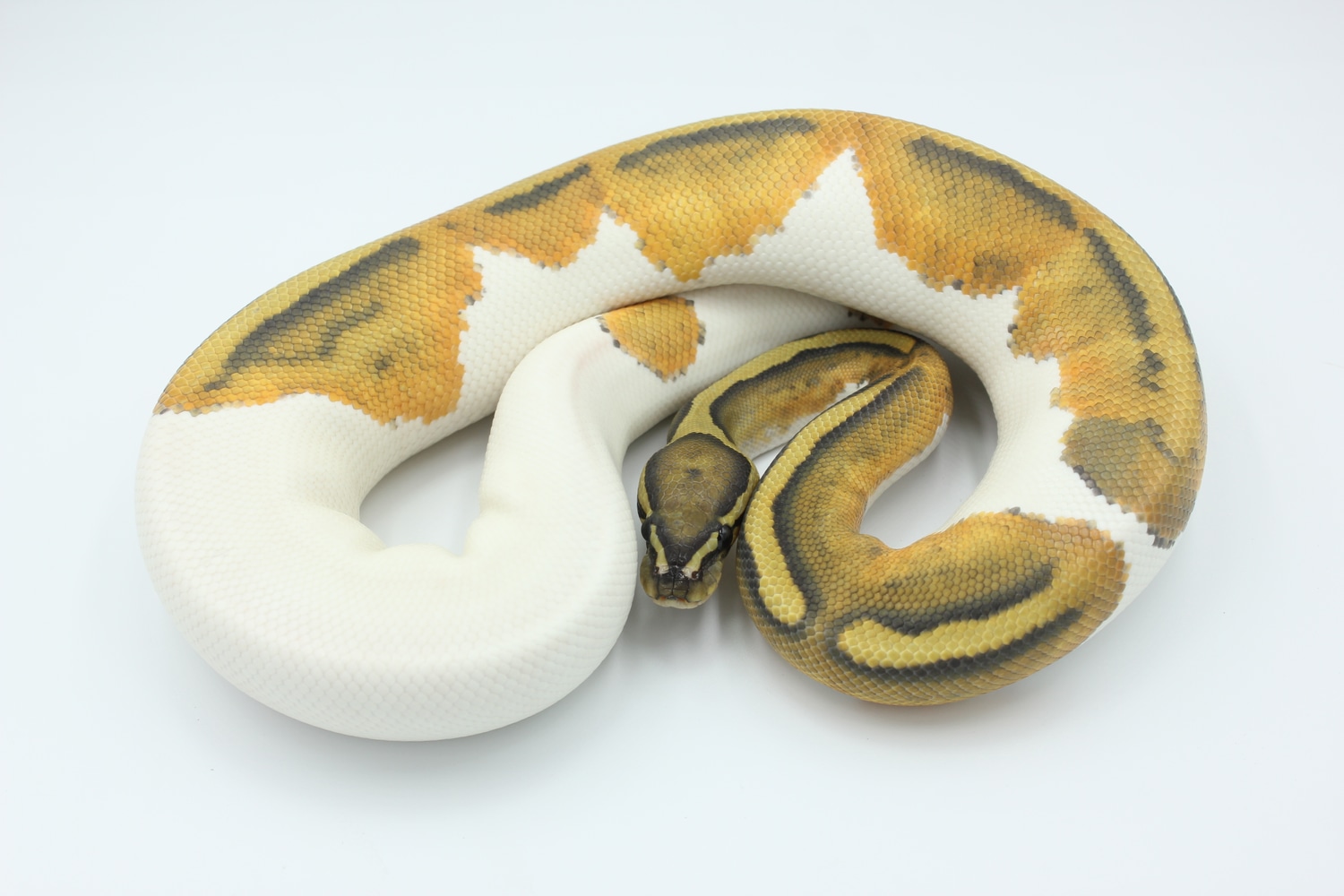 Hypo Pied Ball Python by MADD Ball Pythons - MorphMarket