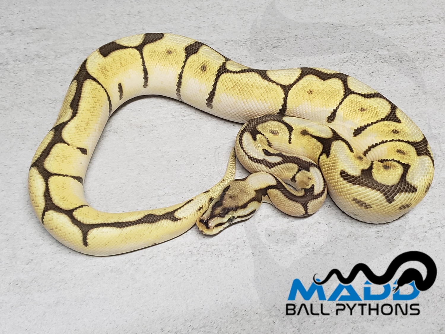 Orange Dream Spider 100% Het Clown Ball Python by MADD Ball Pythons ...