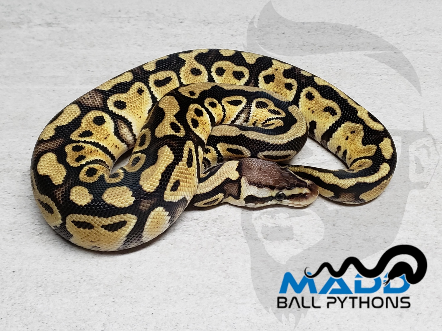 Pastel Cypress 100% Het Clown Ball Python by MADD Ball Pythons ...