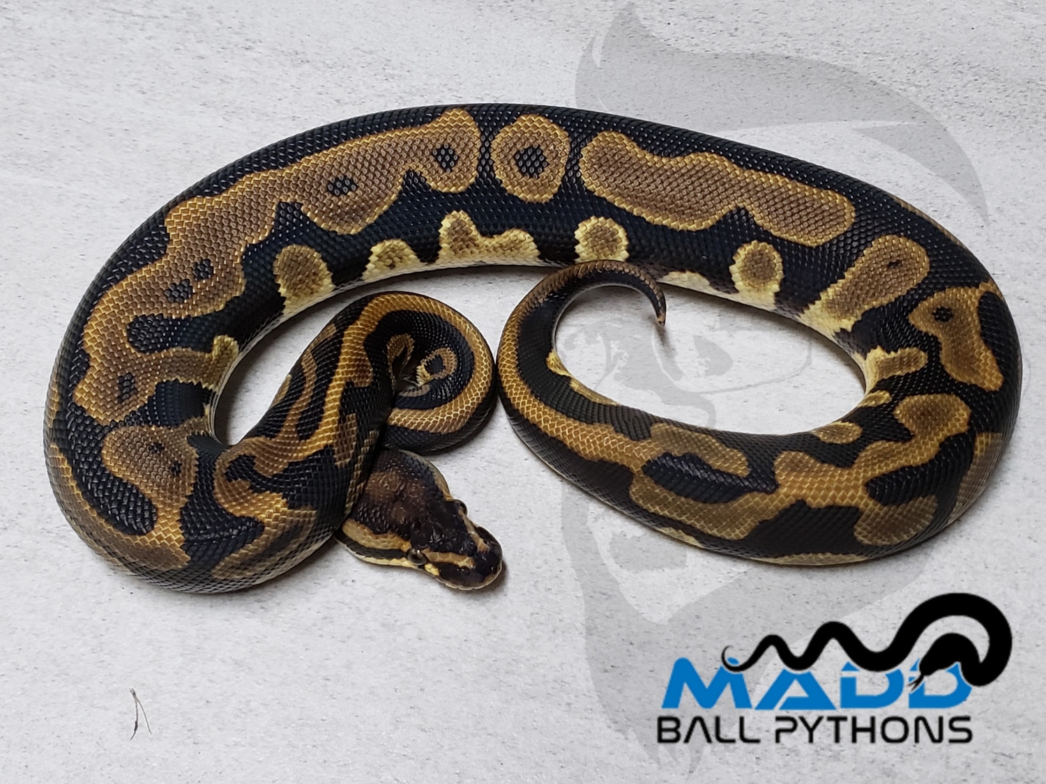 Leopard 100% Het Pied 100% Het Desert Ghost Ball Python by MADD Ball ...