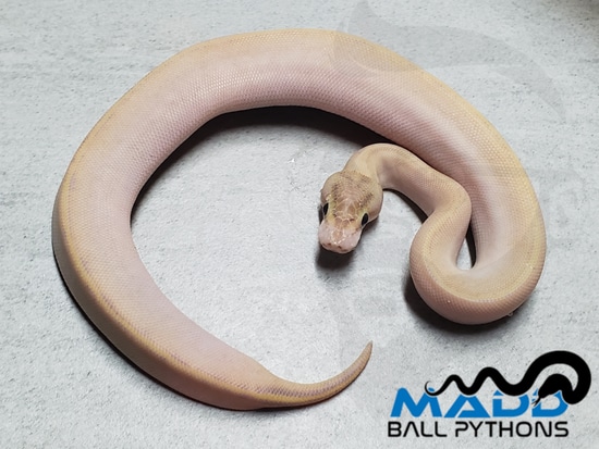 Ivory Het G Stripe Ball Python by MADD Ball Pythons