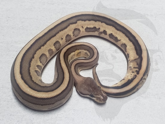 Cinnamon Leopard Superstripe Poss Het Pied Ball Python by MADD Ball Pythons