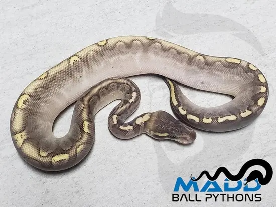 Black Pastel Bamboo Leopard Yb Poss Het Pied Ball Python by MADD Ball Pythons