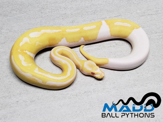 Albino Pied Ball Python by MADD Ball Pythons