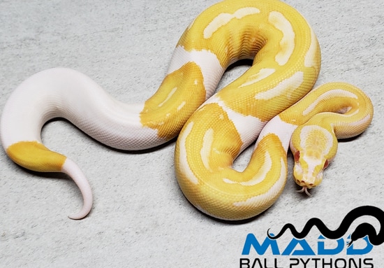 Albino Pied Ball Python by MADD Ball Pythons