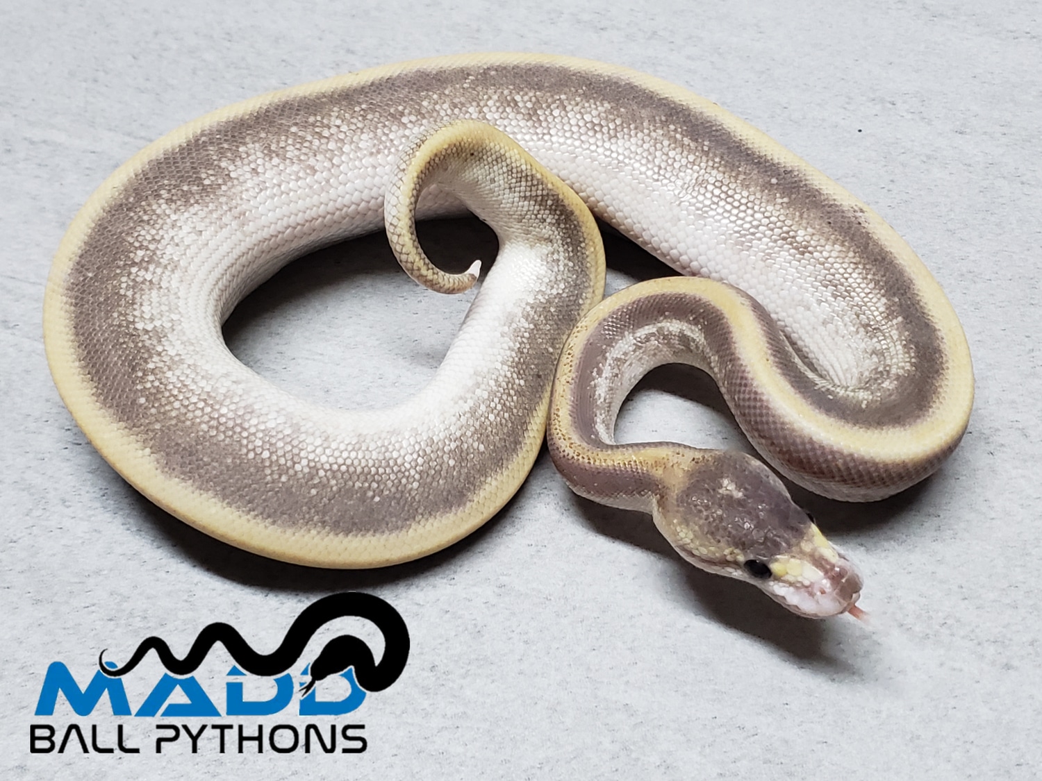 Bamboo Cinnamon Champagne Ball Python by MADD Ball Pythons - MorphMarket