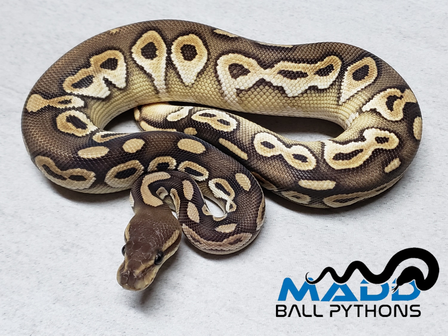 Cinnamon Mojave 100% Het Clown Ball Python by MADD Ball Pythons ...