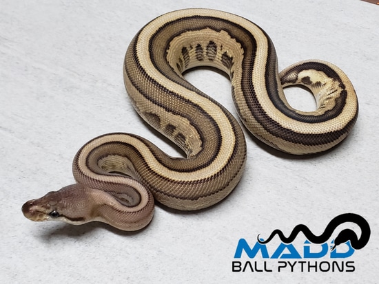 Cinnamon Leopard Superstripe Poss Het Pied Ball Python by MADD Ball Pythons