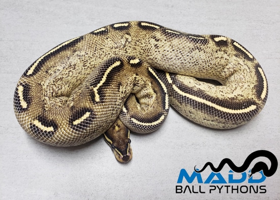 Freeway Ball Python by MADD Ball Pythons