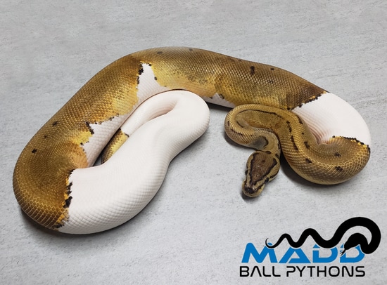 Pinstripe Pied Ball Python by MADD Ball Pythons