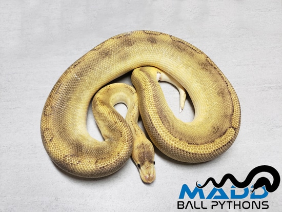 Fire Champagne Ball Python by MADD Ball Pythons