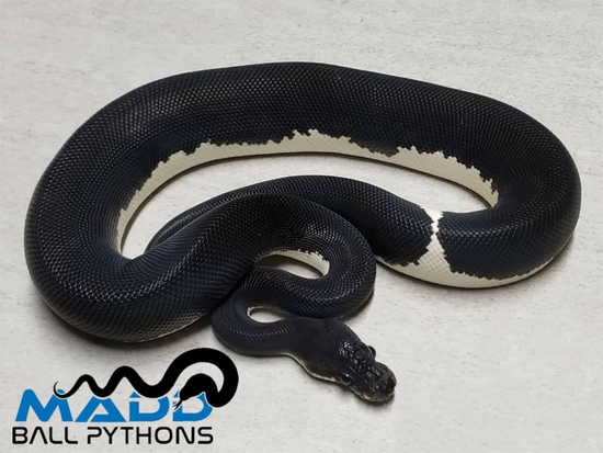 Black Matter Ball Python by MADD Ball Pythons