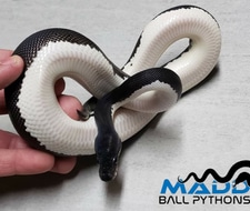 Black Matter Ball Python by MADD Ball Pythons - MorphMarket