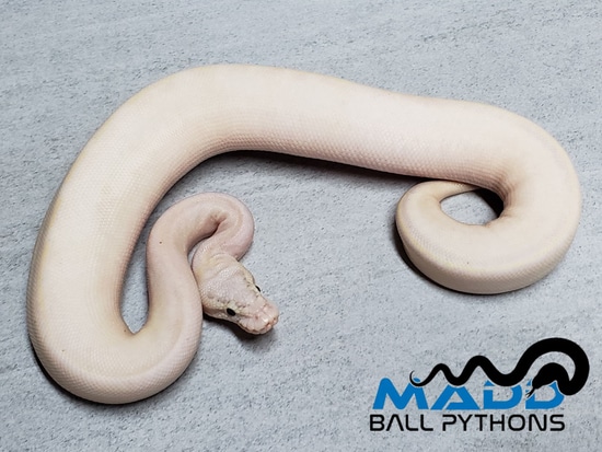 PAstel Ivory Ball Python by MADD Ball Pythons