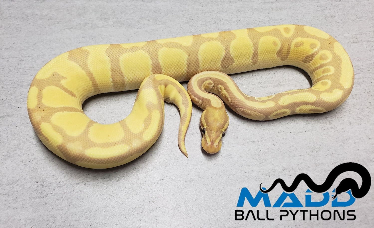 Banana 100% Het Pied Ball Python by MADD Ball Pythons - MorphMarket