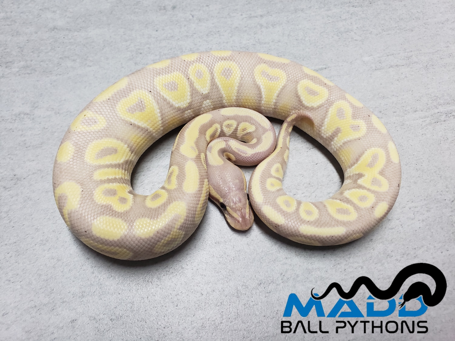 Banana Mojave Ball Python by MADD Ball Pythons - MorphMarket