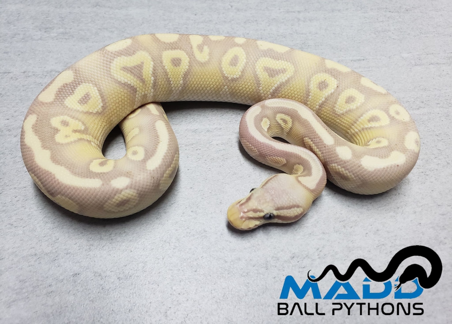 Pastave Banana Ball Python by MADD Ball Pythons - MorphMarket