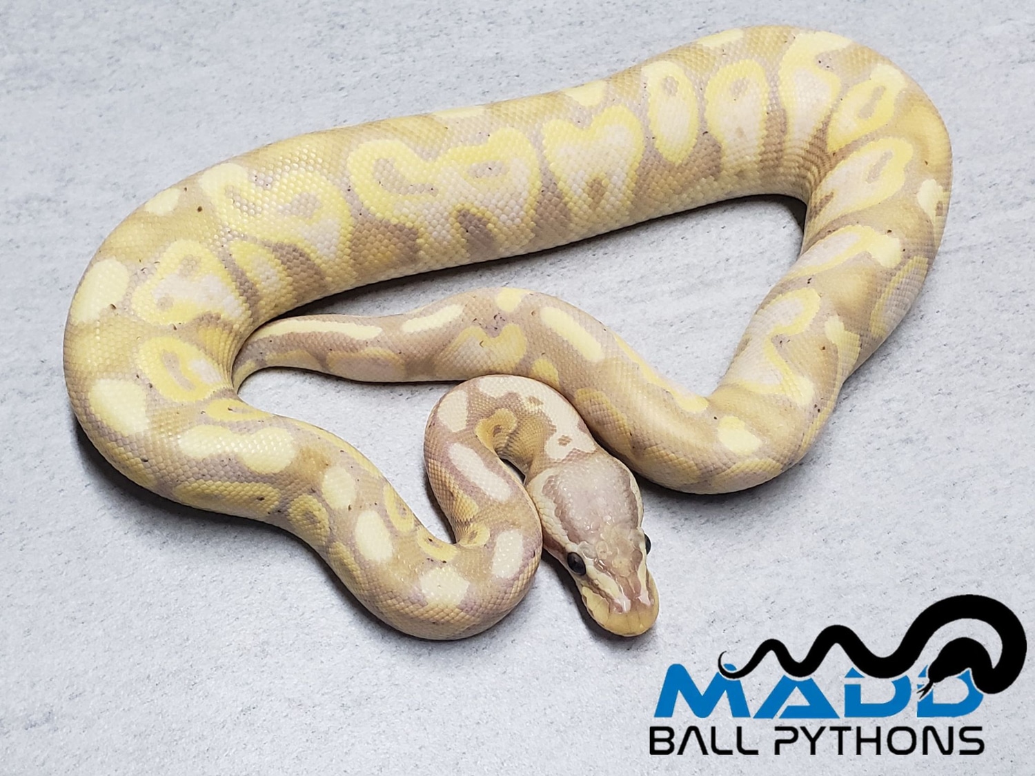 Banana Pastel Ball Python by MADD Ball Pythons - MorphMarket