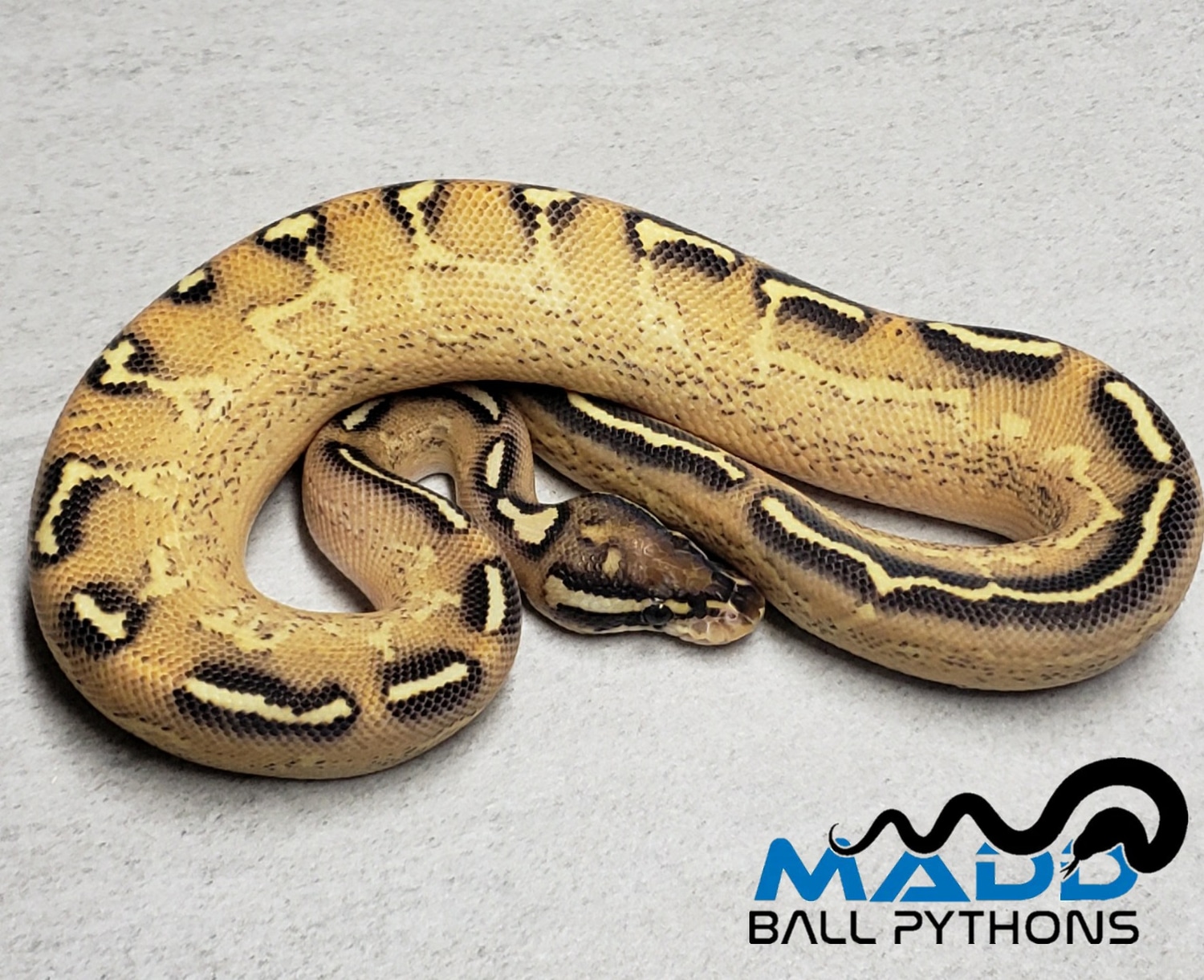 Green Pastel Freeway Ball Python by MADD Ball Pythons - MorphMarket