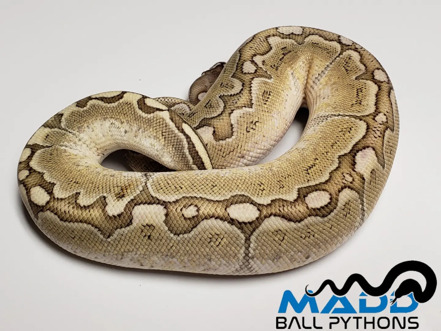 Bamboo 100% Het Clown Ball Python by MADD Ball Pythons - MorphMarket