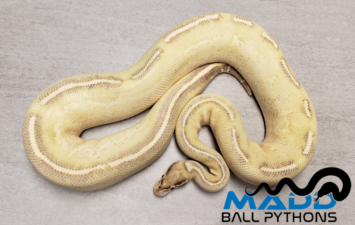 Freeway Ball Python by MADD Ball Pythons - MorphMarket
