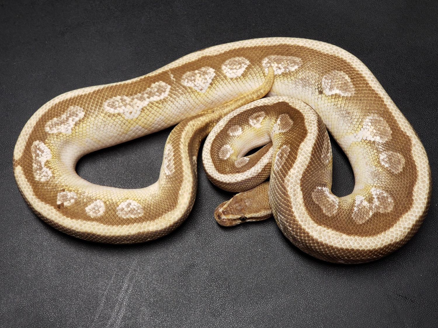 Soul Sucker ( Free Shipping ) Ball Python by MADD Ball Pythons ...