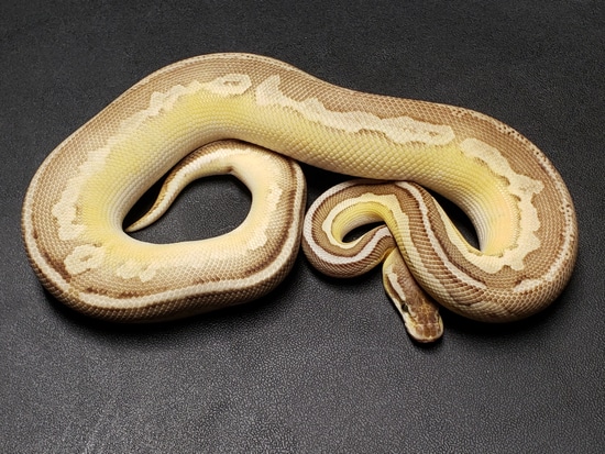 Pastel Lesser Bongo Ball Python by MADD Ball Pythons