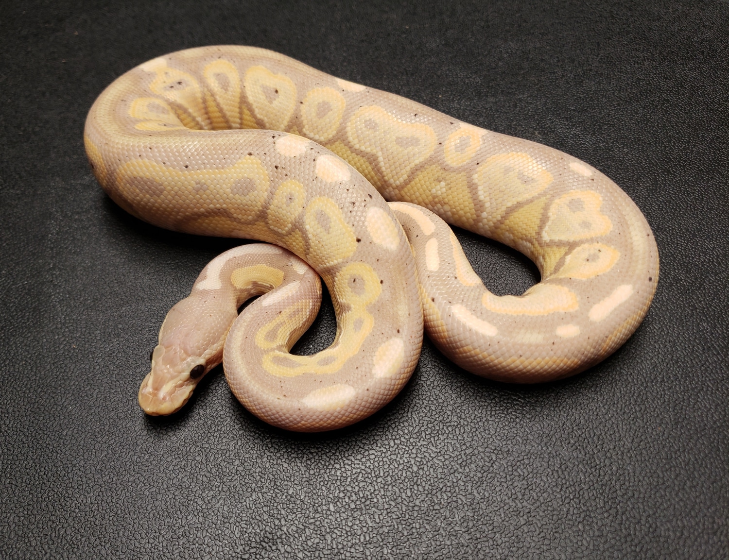Banana Cinnamon Ball Python by MADD Ball Pythons - MorphMarket