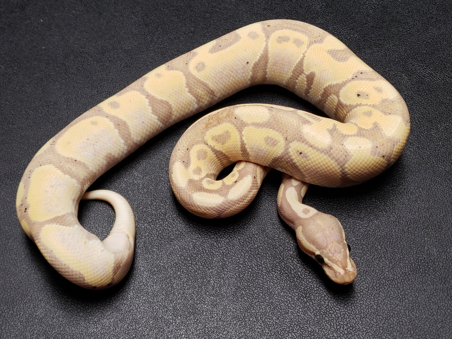 Banana ( Free Shipping ) Ball Python by MADD Ball Pythons - MorphMarket