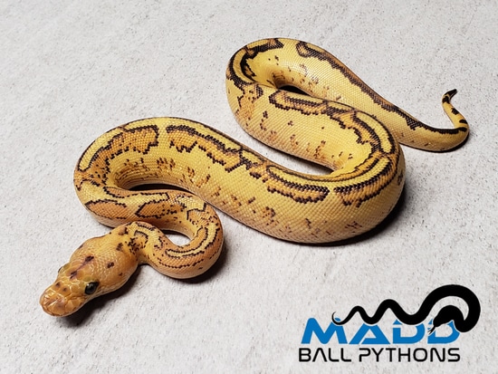 Butter Superstripe Clown Ball Python by MADD Ball Pythons