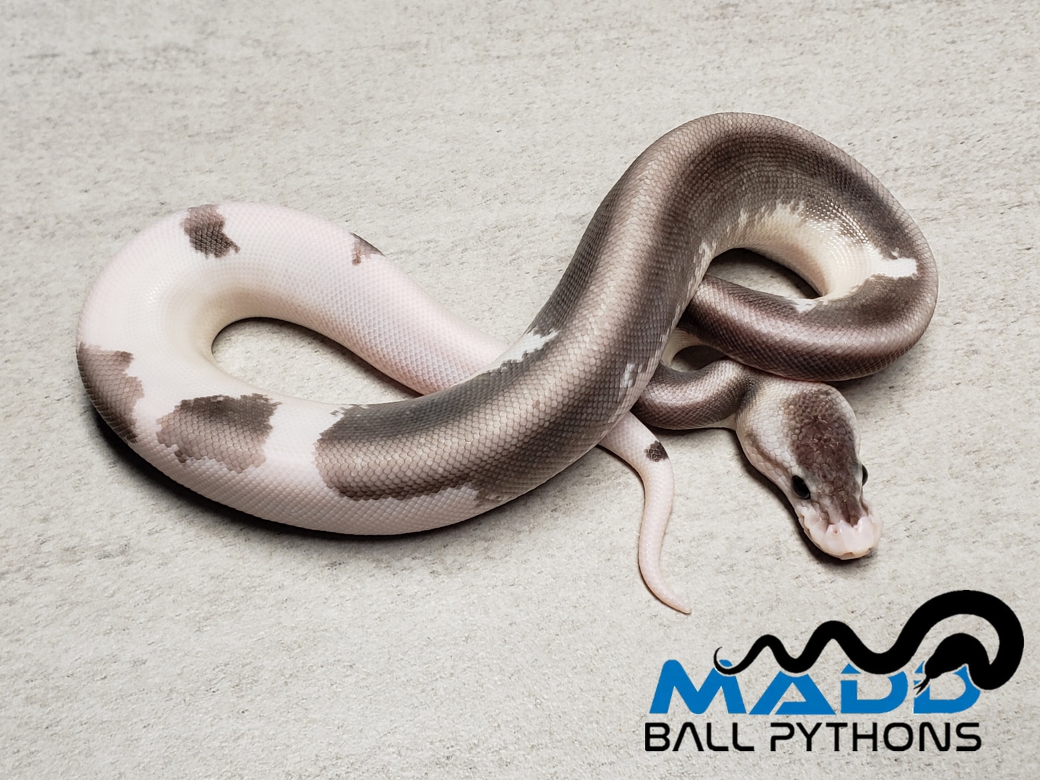 Grey Matter Ball Python by MADD Ball Pythons - MorphMarket