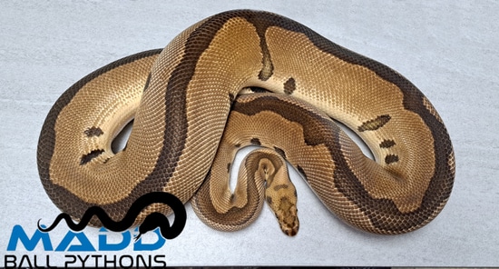 Leopard Clown Ball Python by MADD Ball Pythons